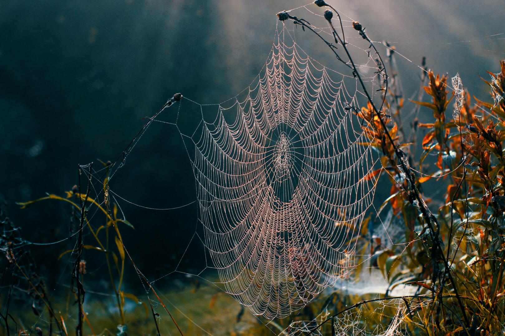 Embrace the Mess with Spider Energy Art Therapy Workshop – Make & Mary